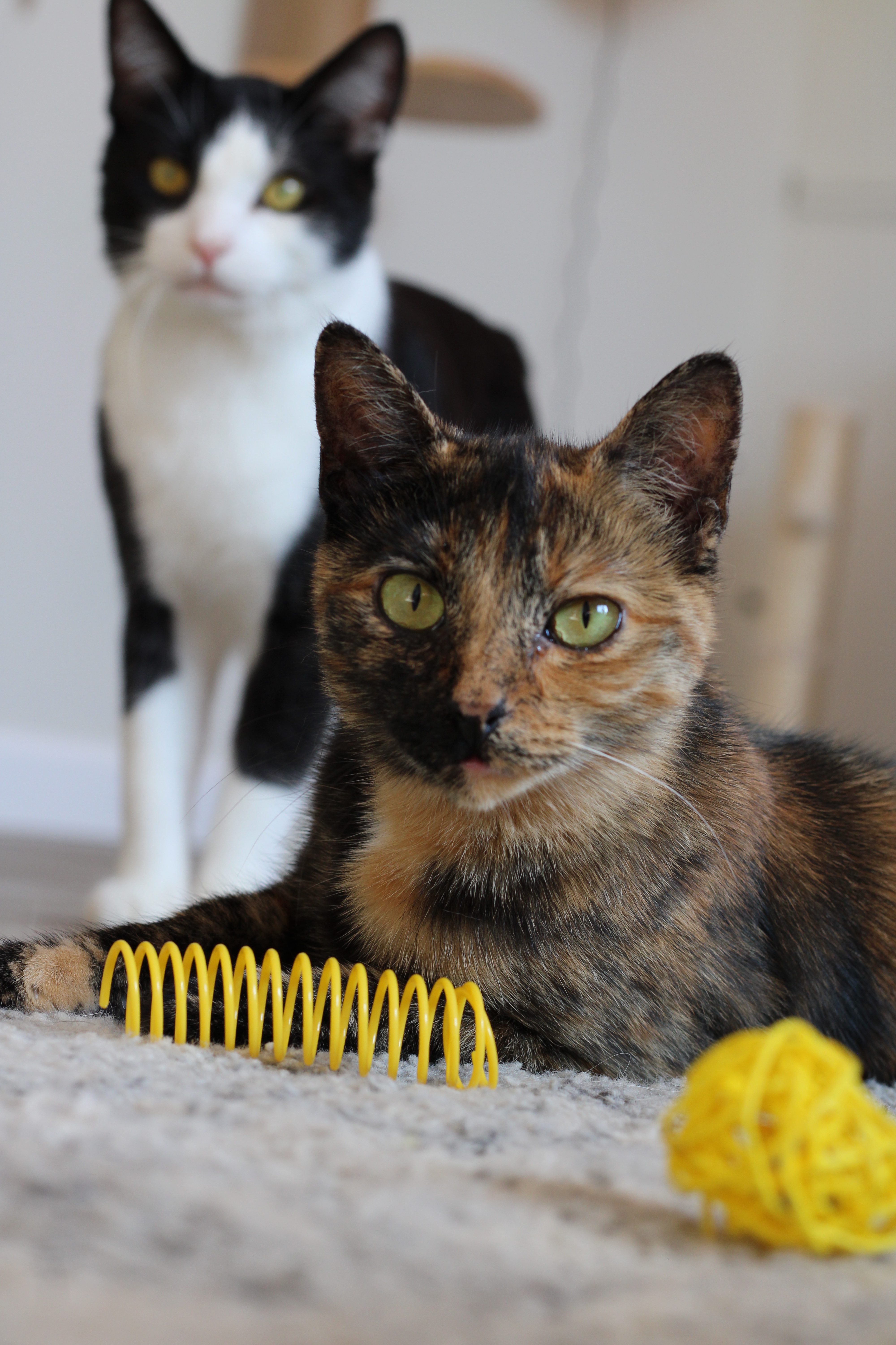 Tabby & Fidos Cat Cafe: Relax and Rescue with Furry Friends in Bowling ...